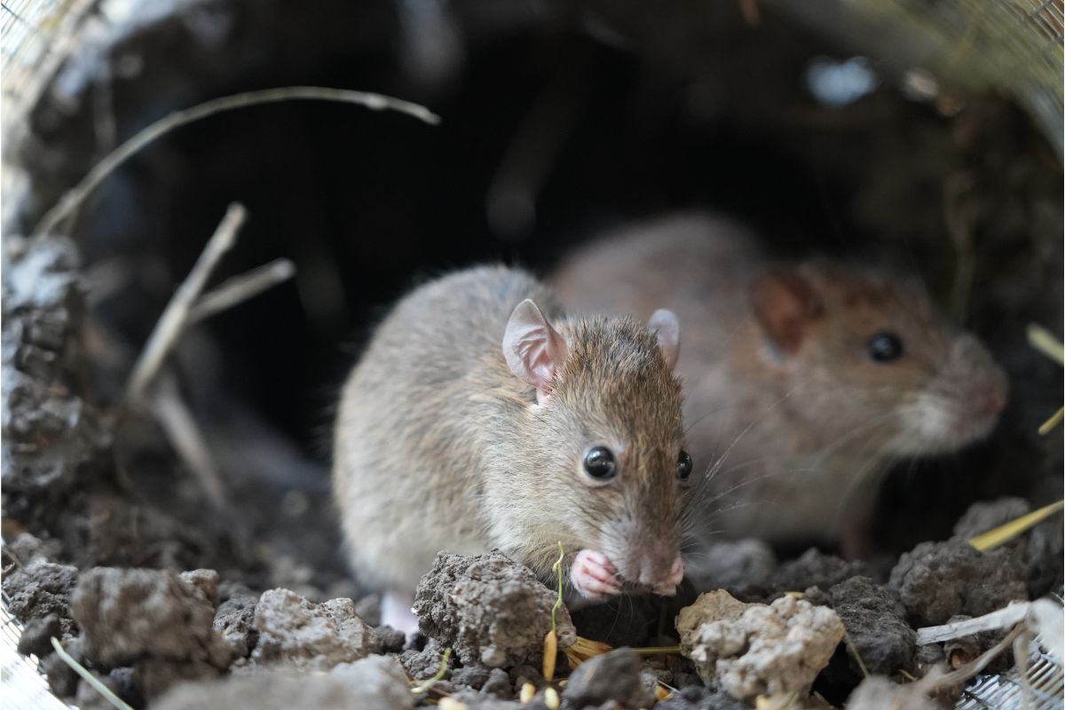 Alerte Rongeurs : Détecter Et Agir Sans Tarder